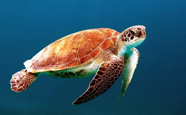 Cuidados e información para las tortugas acuáticas - Tu tienda de acuarios