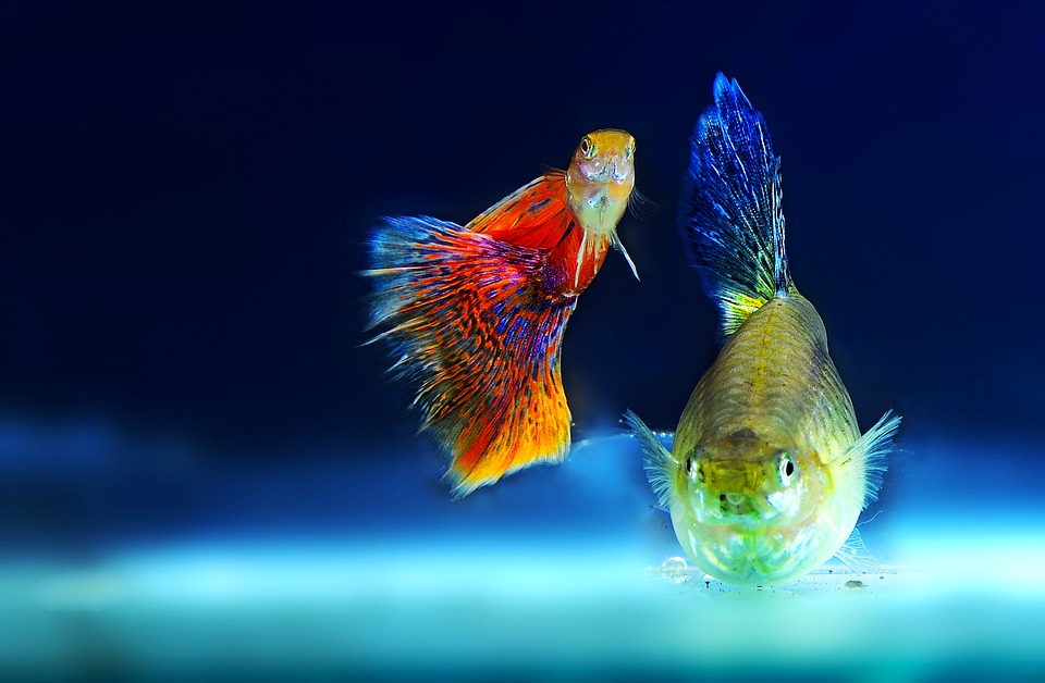 Cómo duermen los peces? Todo lo que necesitas saber - Tu tienda de acuarios