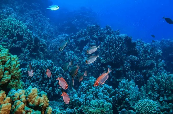 Cómo duermen los peces? Todo lo que necesitas saber - Tu tienda de acuarios